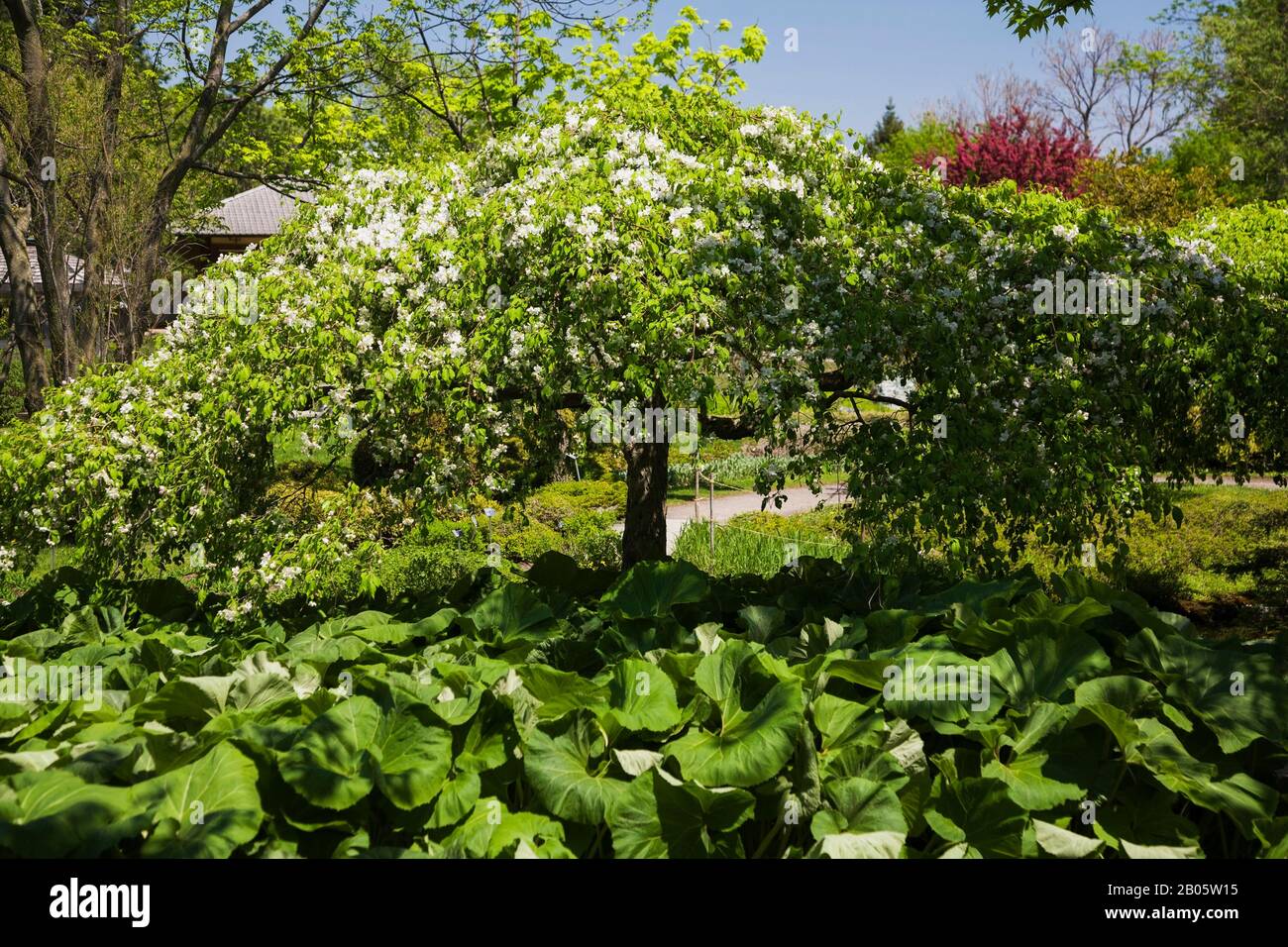 White flowering Malus 'Red Jade' - Crabapple tree underplanted with ...