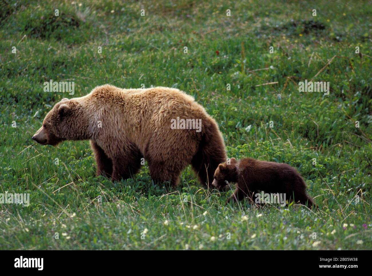 Grizzly bear sow denali national park hi-res stock photography and ...