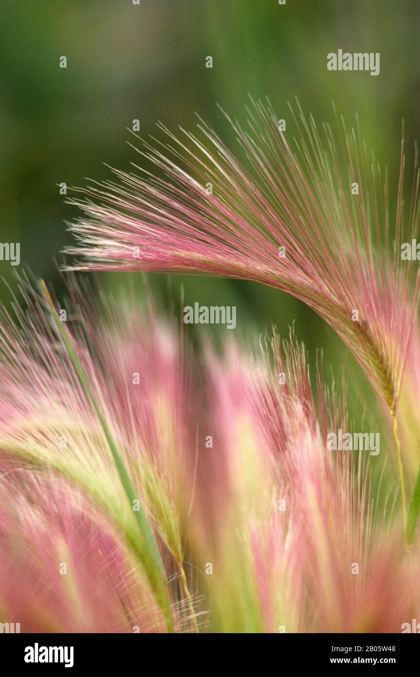 USA, ALASKA, SQUIRREL TAIL GRASS Stock Photo - Alamy