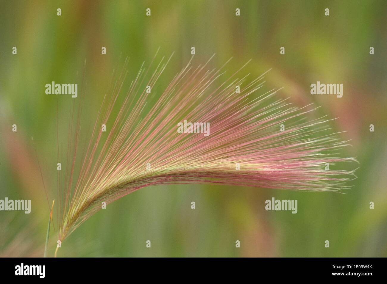 USA, ALASKA, SQUIRREL TAIL GRASS Stock Photo - Alamy