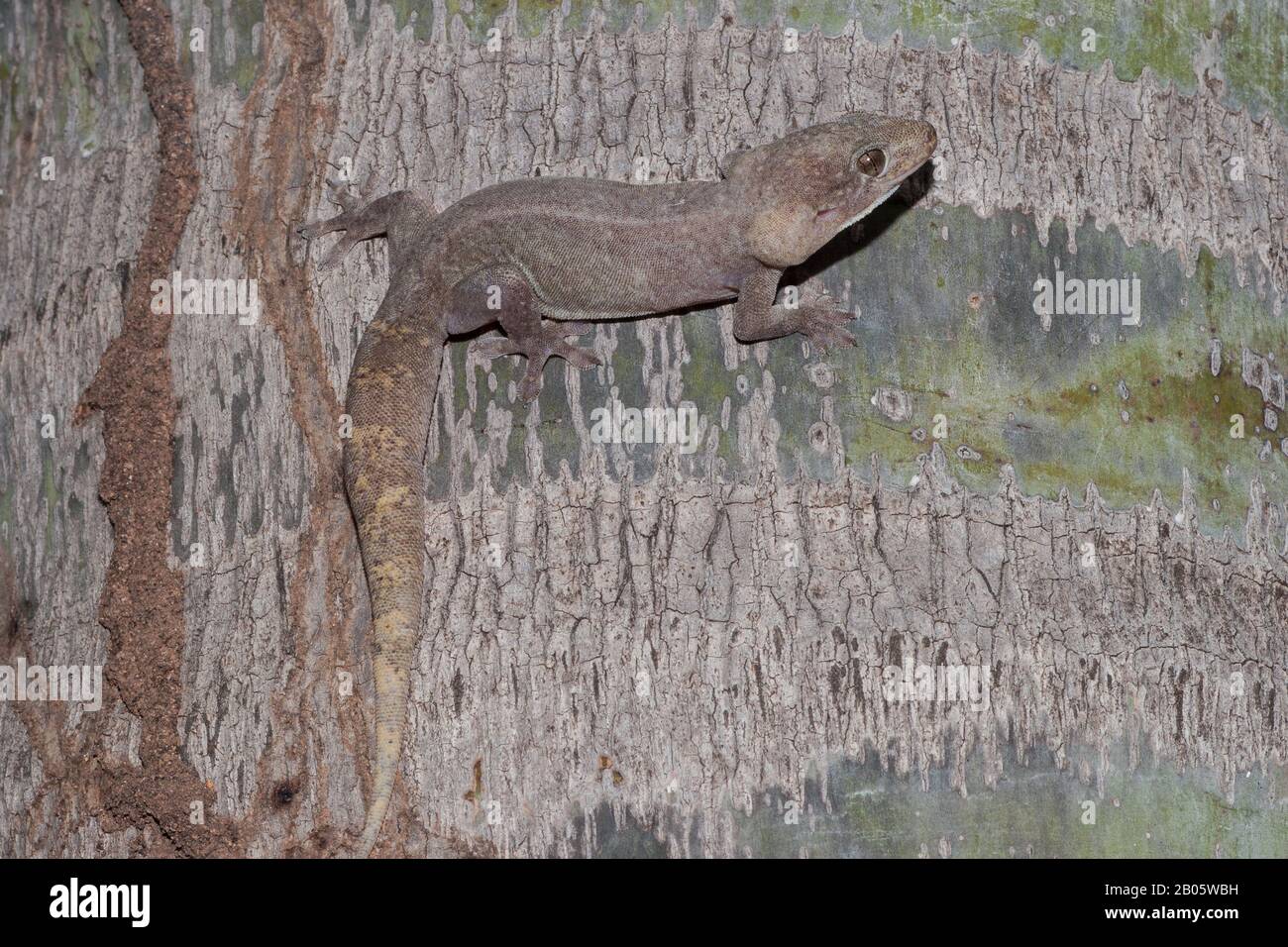 Northern Dtella Gecko Stock Photo - Alamy