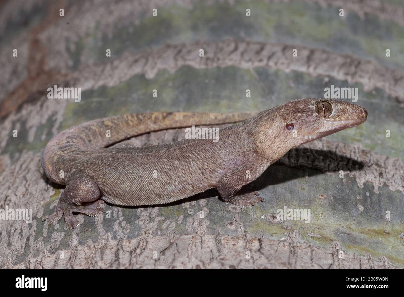 Northern Dtella Gecko Stock Photo - Alamy