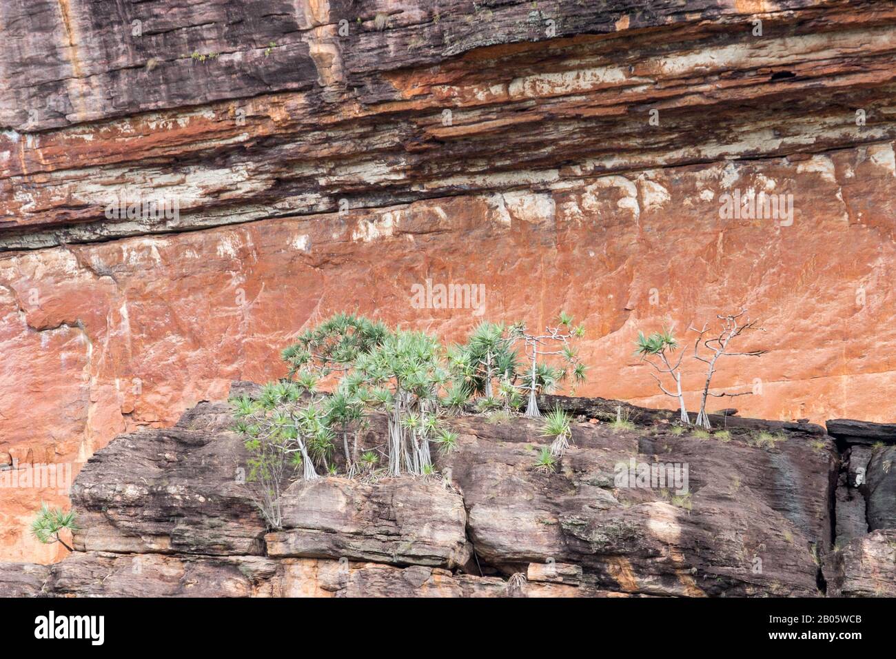 Trees growing on escarpment hi-res stock photography and images - Alamy