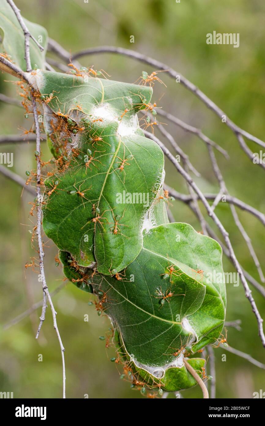 Green Ants nest Stock Photo - Alamy