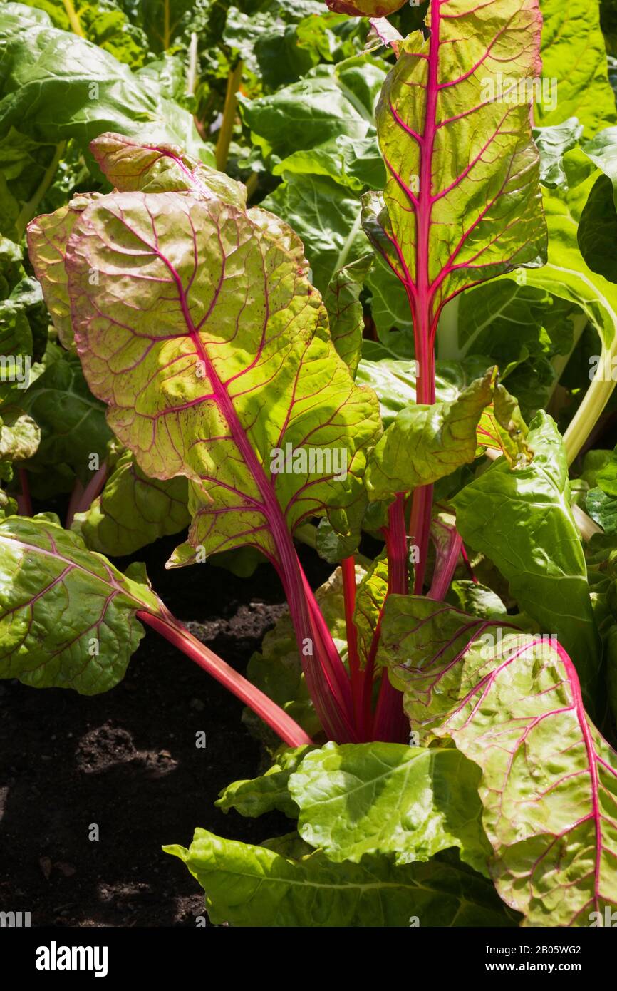 Close-up of leafy vegetable plants in a organic garden plot in summer ...