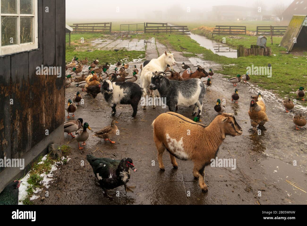 Dutch farm with goats, chickens, and ponies Stock Photo - Alamy
