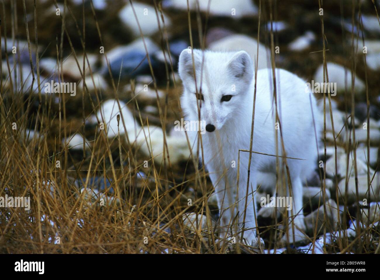 CANADA, MANITOBA, CHURCHILL, ARCTIC FOX IN WINTER COAT, HUNTING Stock ...