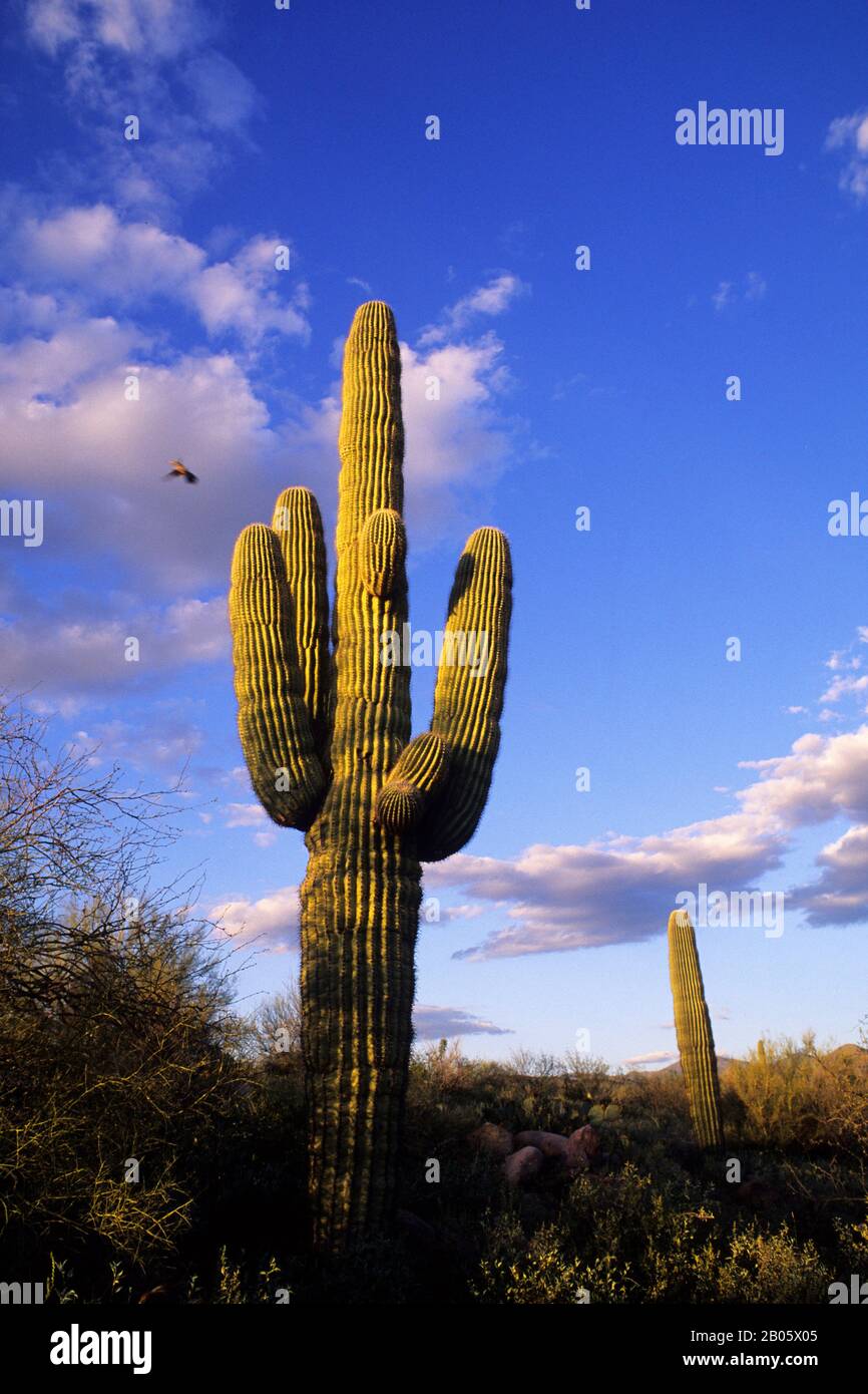 Saguaro cactus near phoenix hi-res stock photography and images - Alamy