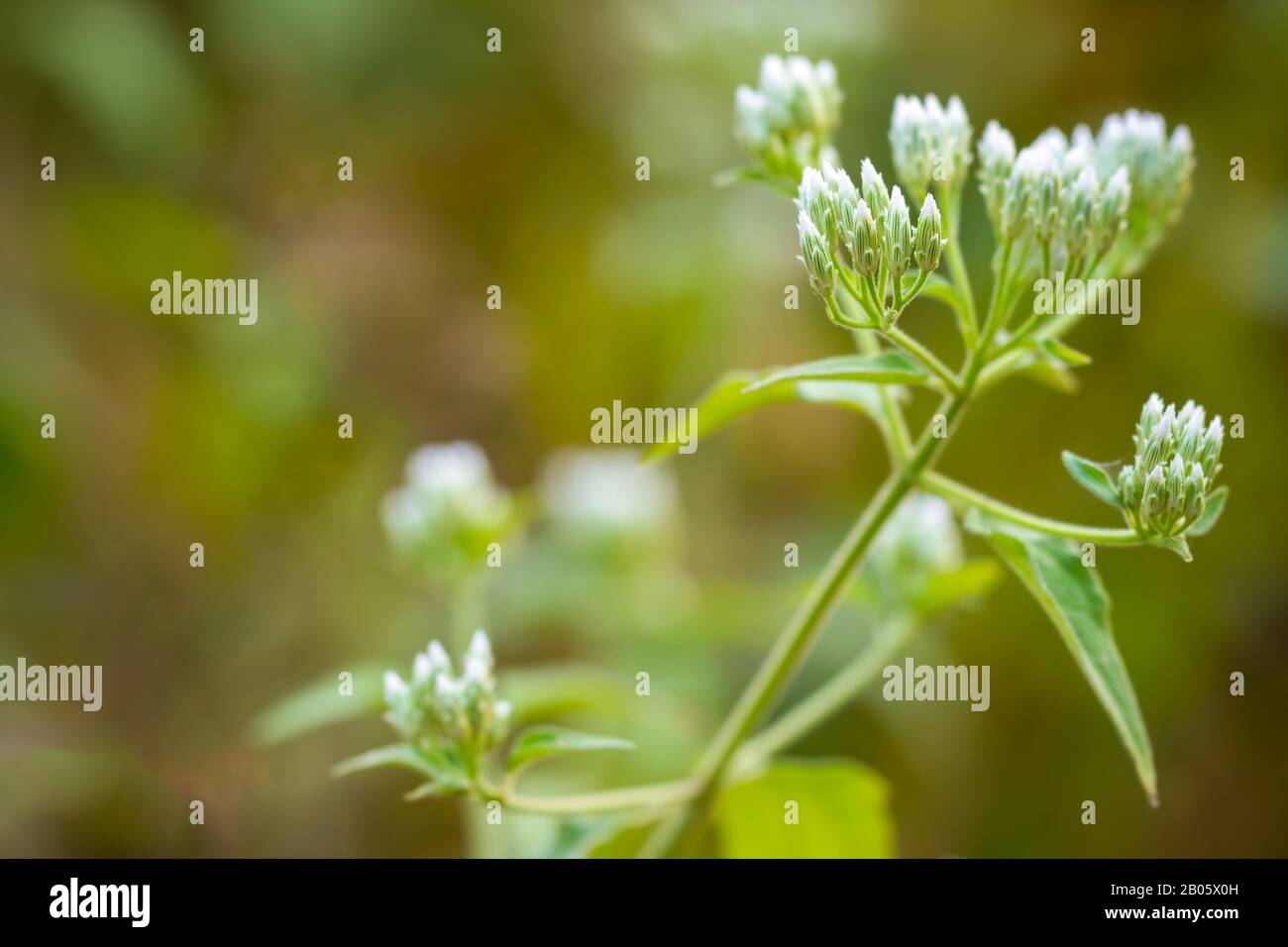 White flower of Siam weed or Bitter bush in tropical forest. Closeup ...