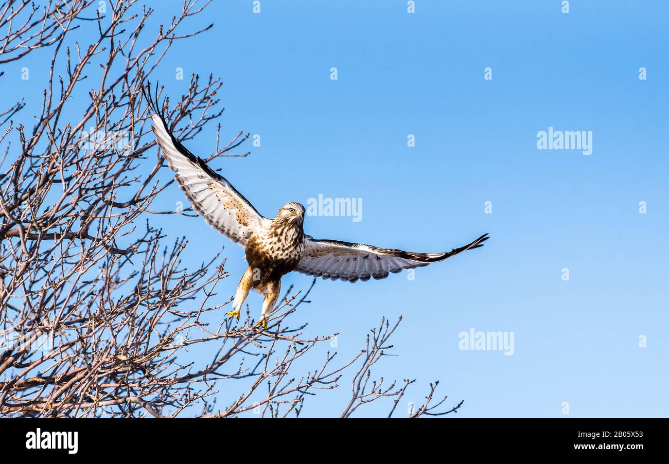 Hawk taking flight Stock Photo - Alamy