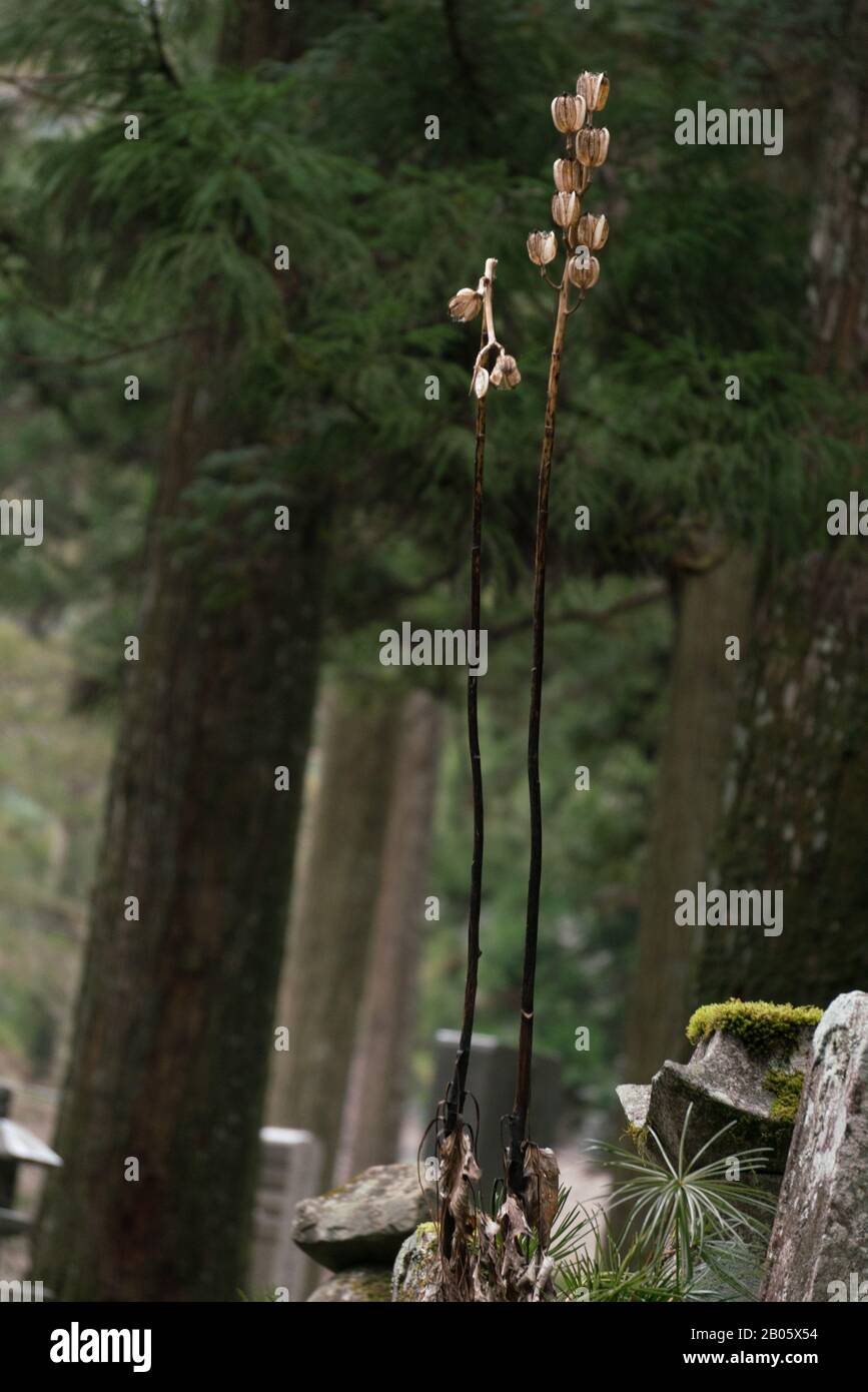 Okunoin, Japan's largest cemetery, located on Mt. Koya, the birthplace ...