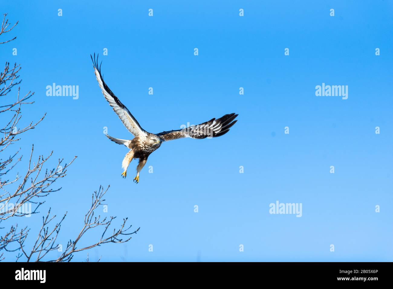 Rough legged hawk taking flight Stock Photo - Alamy