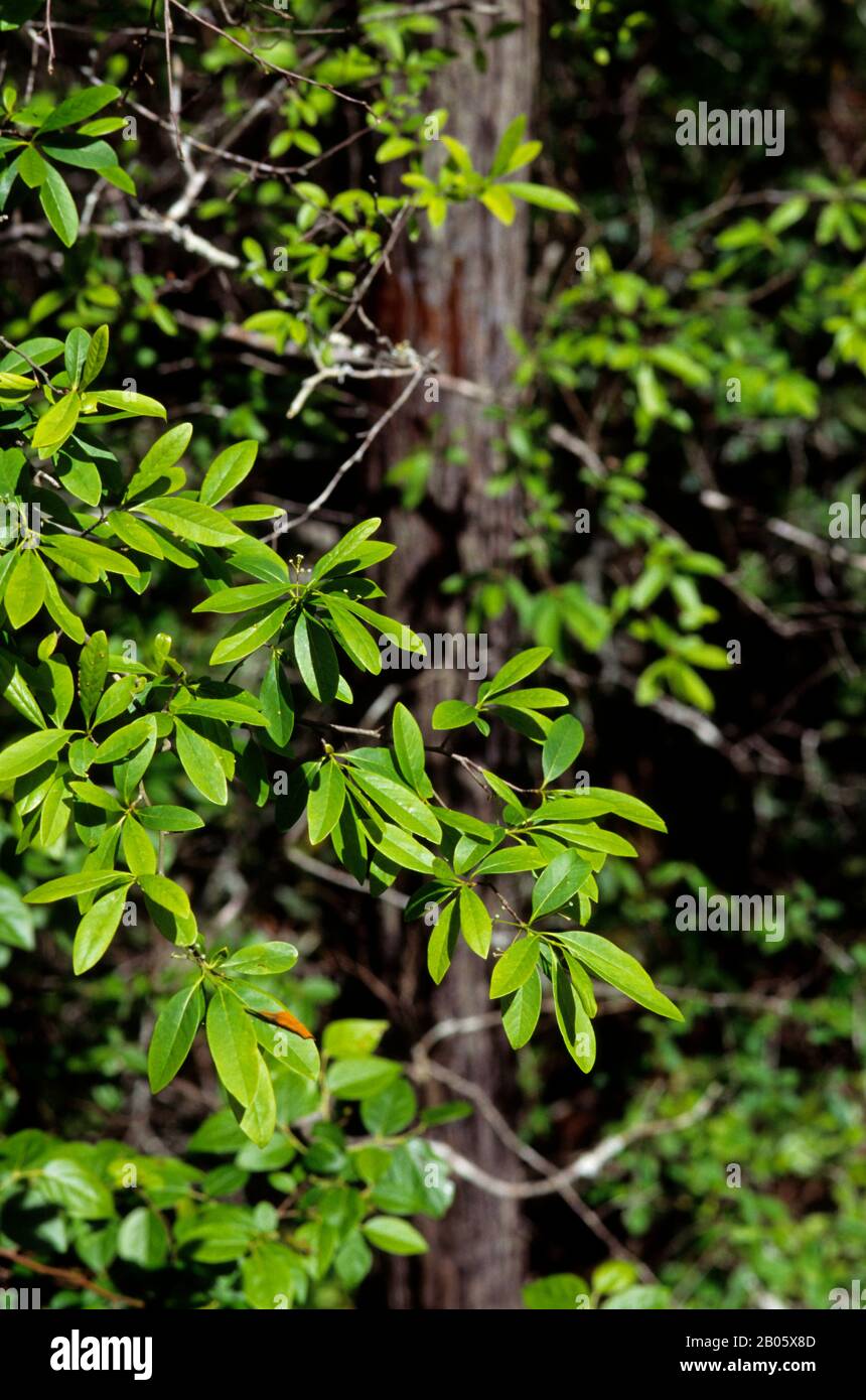 USA, GEORGIA, OKEFENOKEE SWAMP PARK, BAY TREE, CLOSE-UP Stock Photo - Alamy