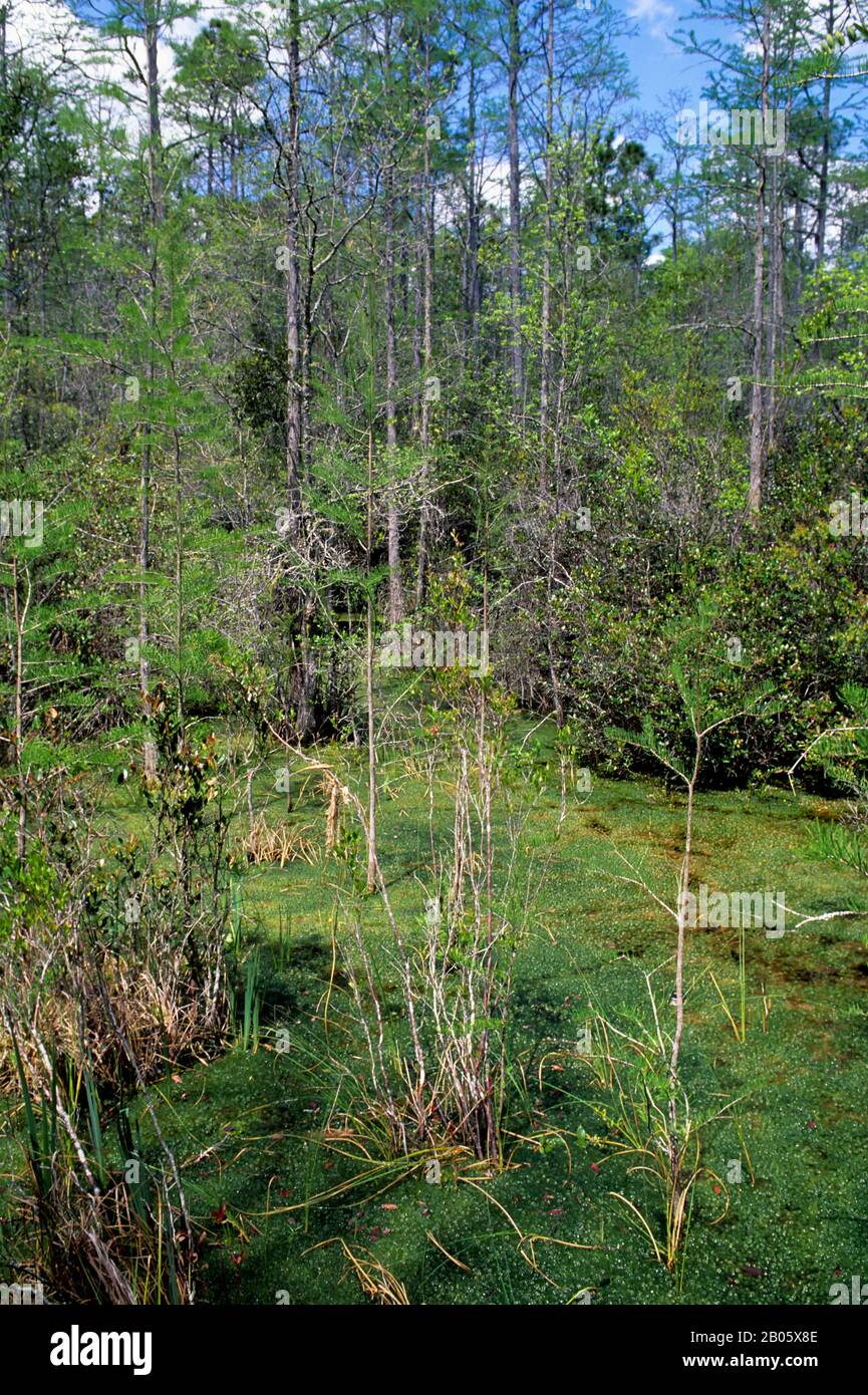 Okefenokee ga hi-res stock photography and images - Alamy