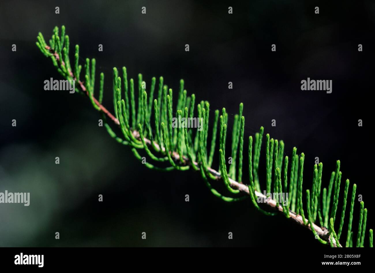 Okefenokee swamp cypress hi-res stock photography and images - Alamy