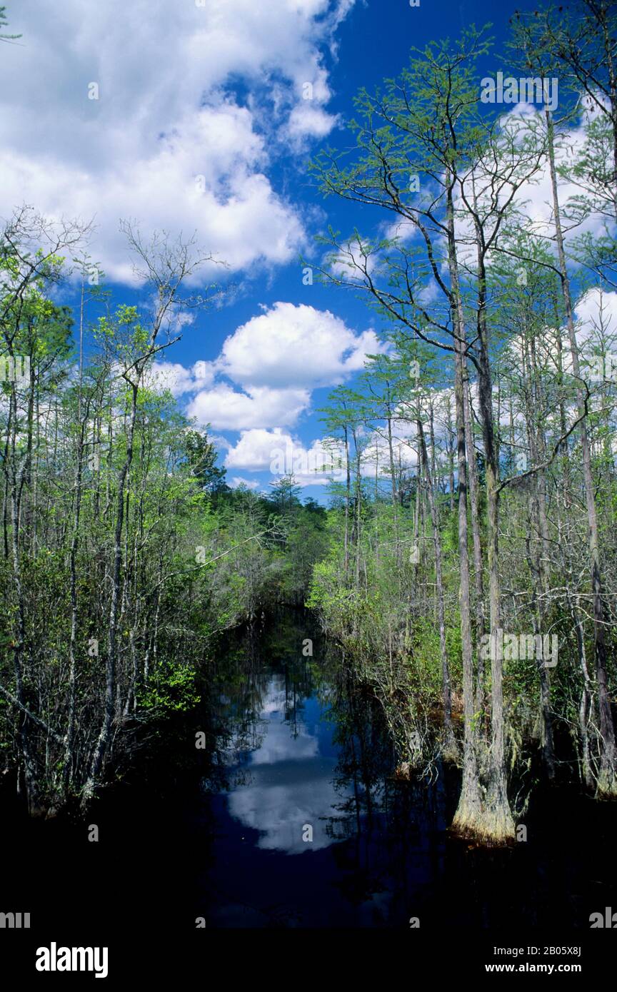 Trees clouds hi-res stock photography and images - Alamy
