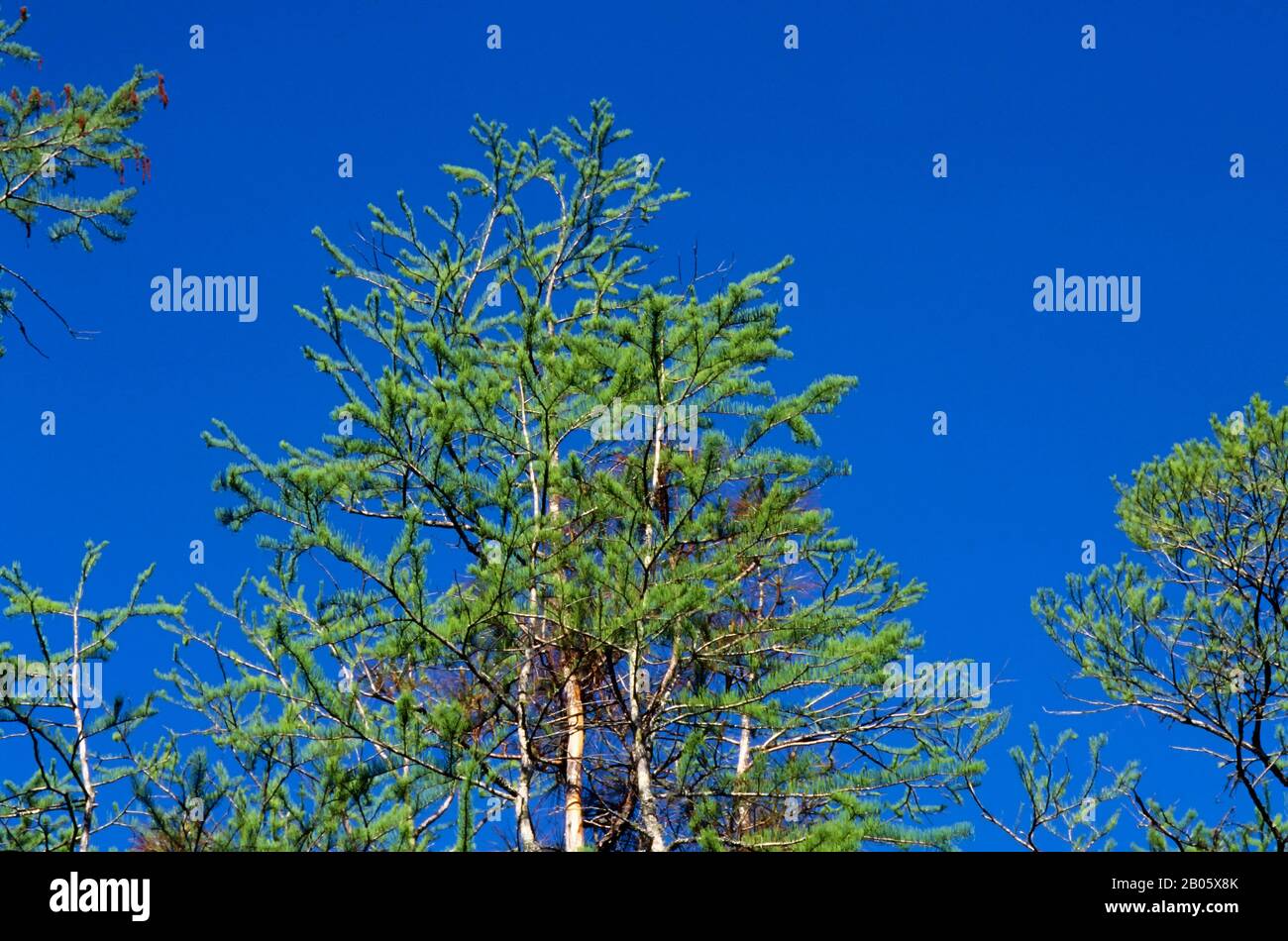 USA, GEORGIA, OKEFENOKEE SWAMP PARK, CYPRESS TREE Stock Photo - Alamy