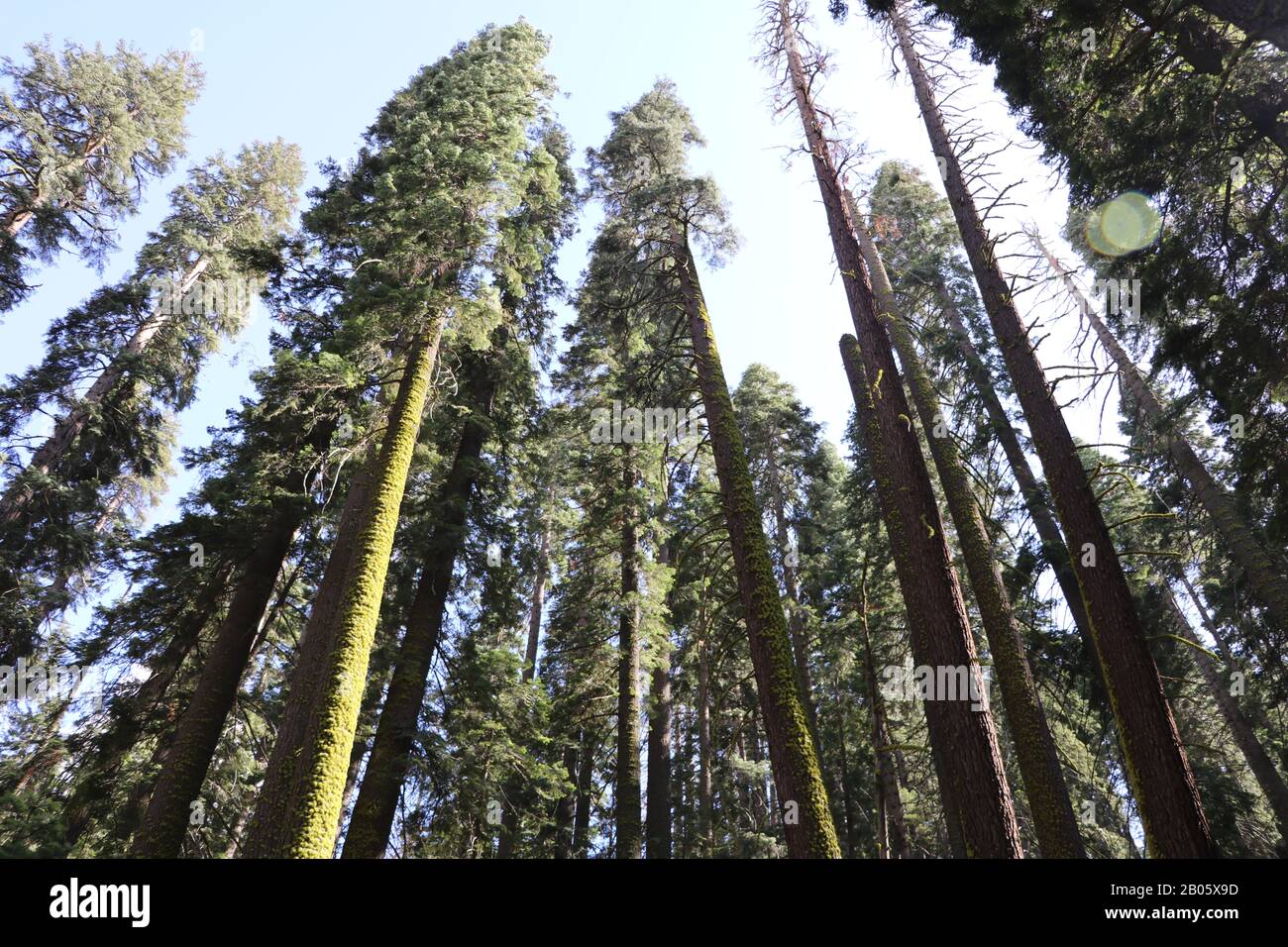Yosemite National Park Trees Stock Photo - Alamy