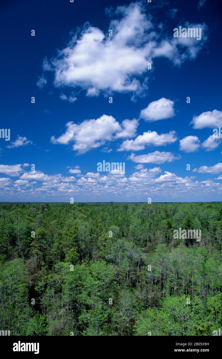 USA, GEORGIA, OKEFENOKEE SWAMP PARK, OVERVIEW Stock Photo - Alamy