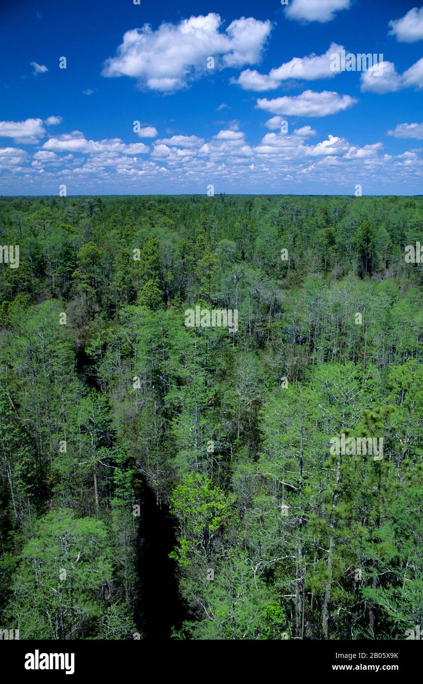 USA, GEORGIA, OKEFENOKEE SWAMP PARK, OVERVIEW Stock Photo - Alamy
