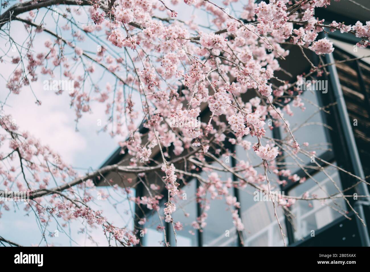 April in japan hi-res stock photography and images - Alamy