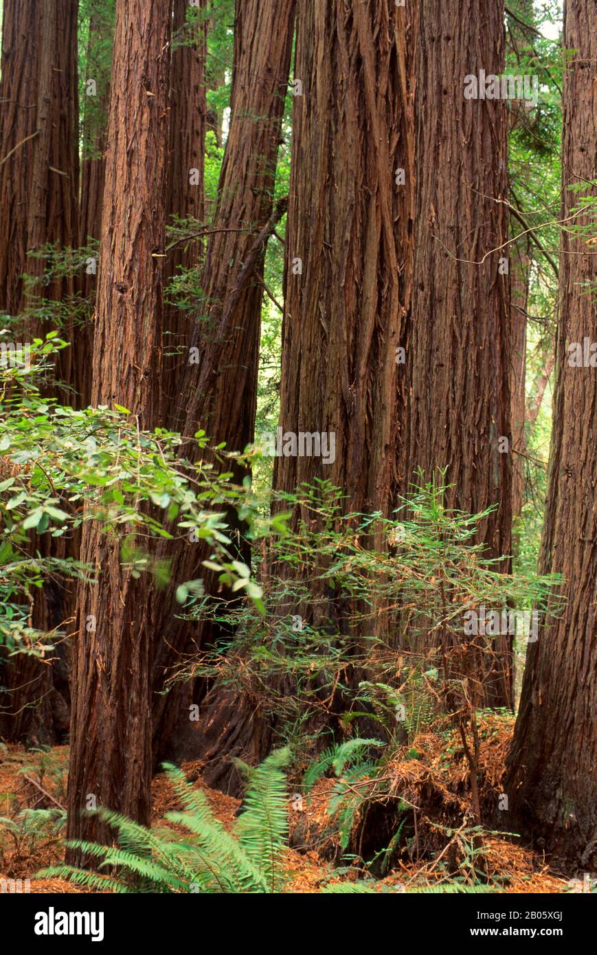 USA, CALIFORNIA, NEAR SAN FRANCISCO, MUIR WOODS NATIONAL MONUMENT ...