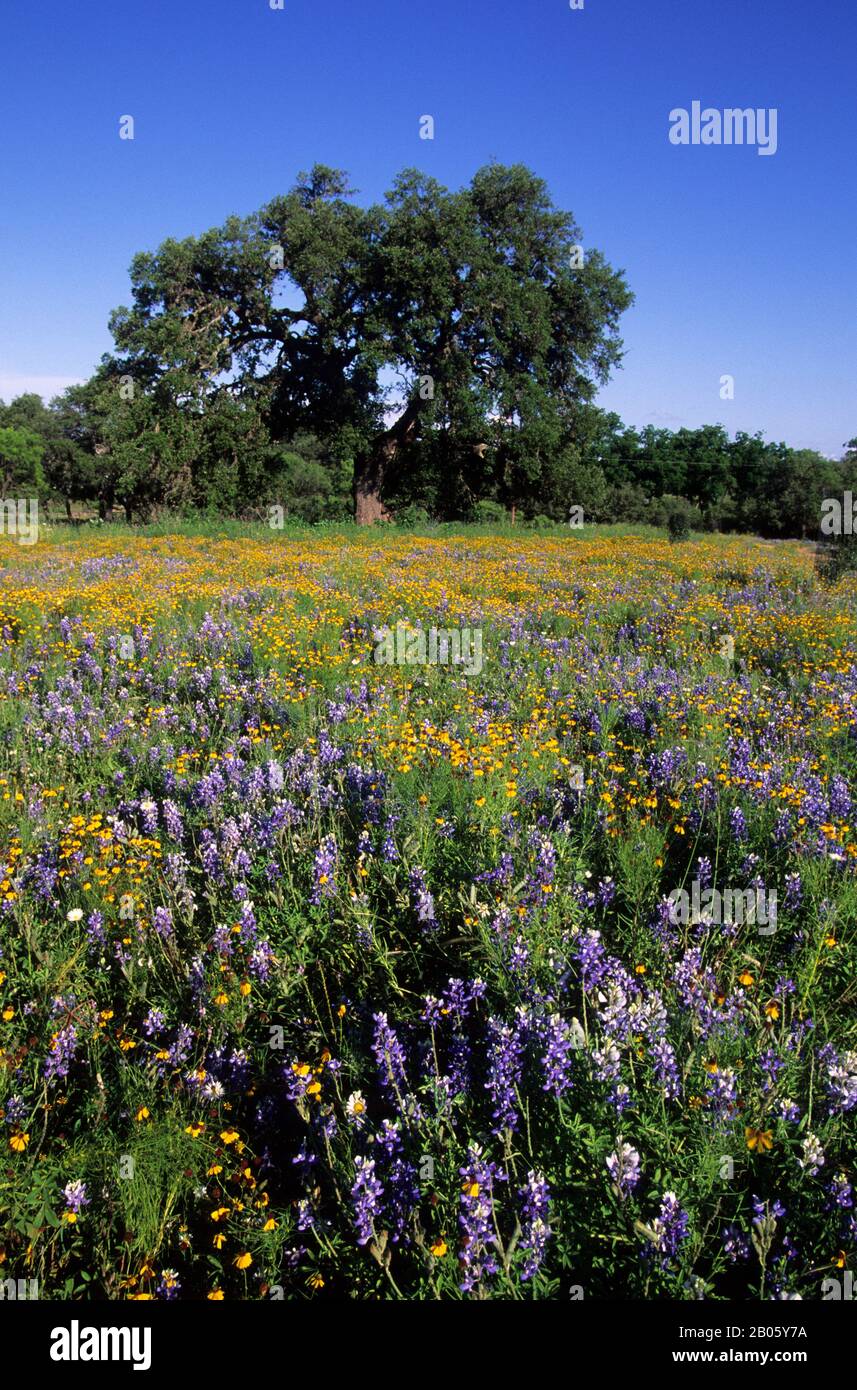 Bluebonnet lupine hi-res stock photography and images - Alamy