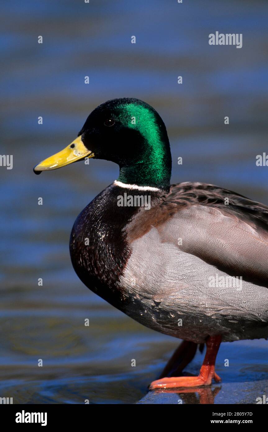 British duck hi-res stock photography and images - Alamy