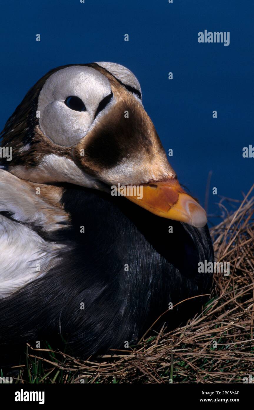 USA, ALASKA, YUKON DELTA, HOCK SLOUGH CAMP AREA, SPECTACLED EIDER DUCKS ...