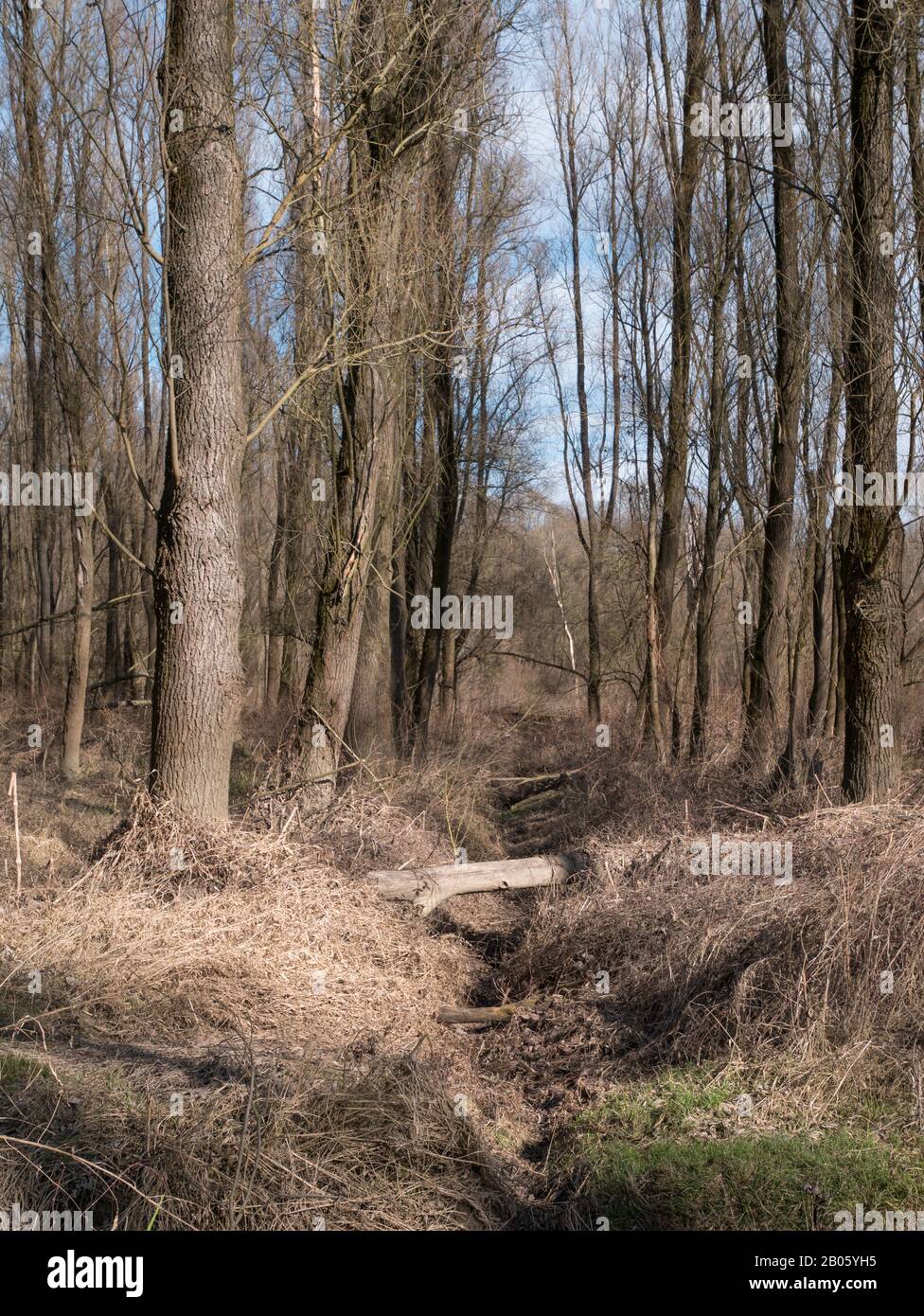 Channel in forest, tree across channel. The tree fell over a small ...