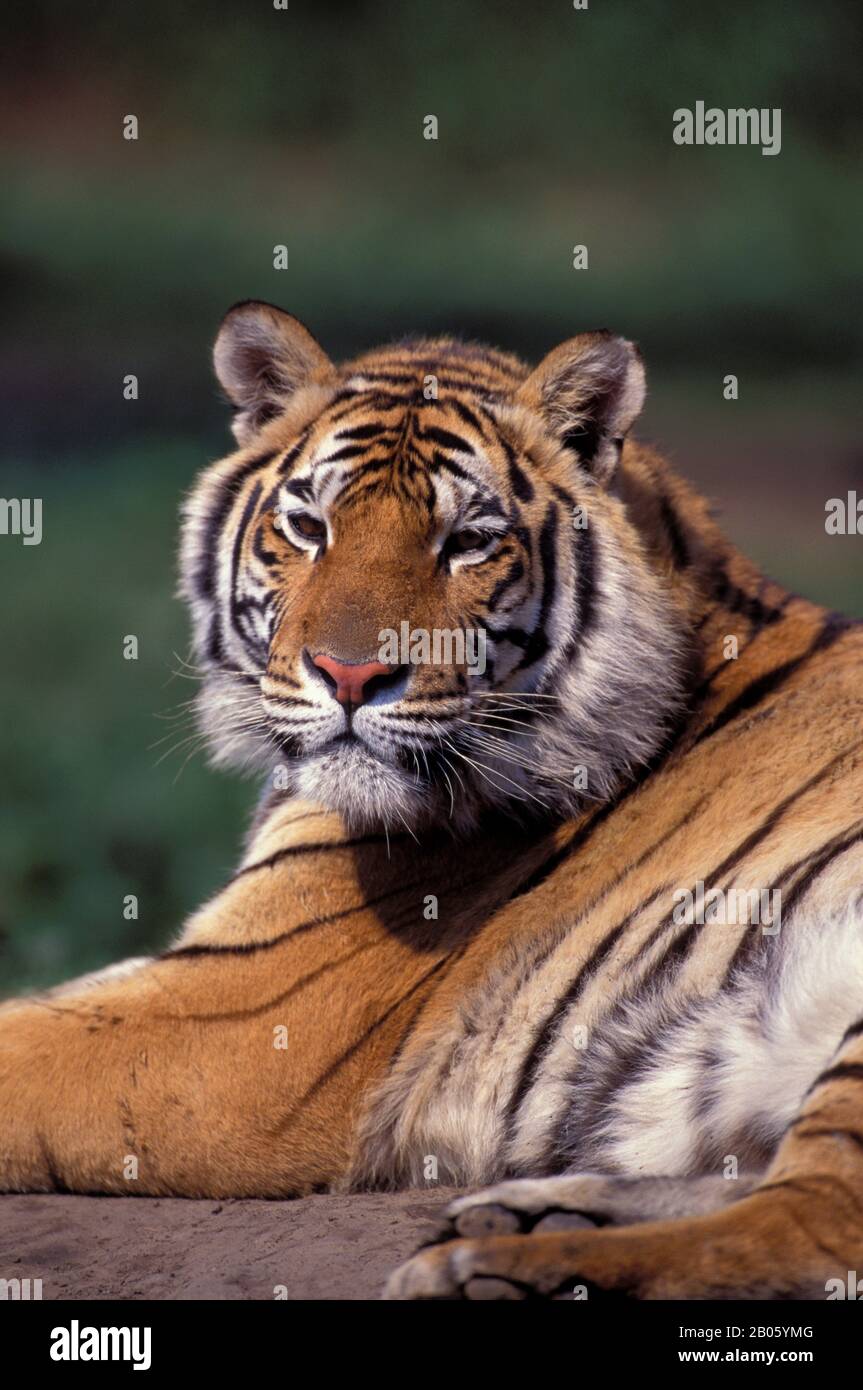 USA, SIBERIAN TIGER, GAME FARM Stock Photo - Alamy