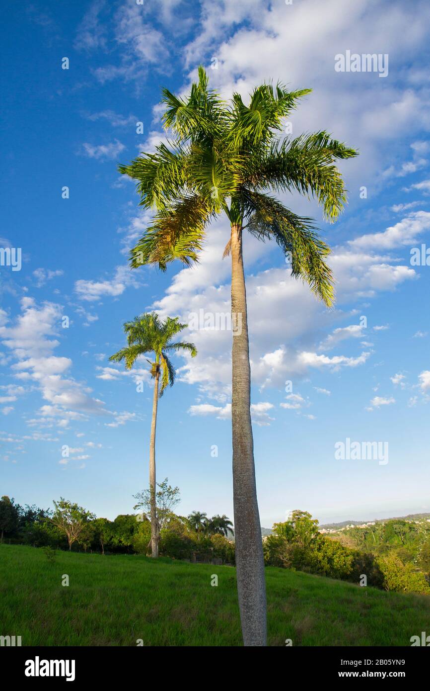 tall royal palm trees (roystonea regia) in light green grassy hills and ...