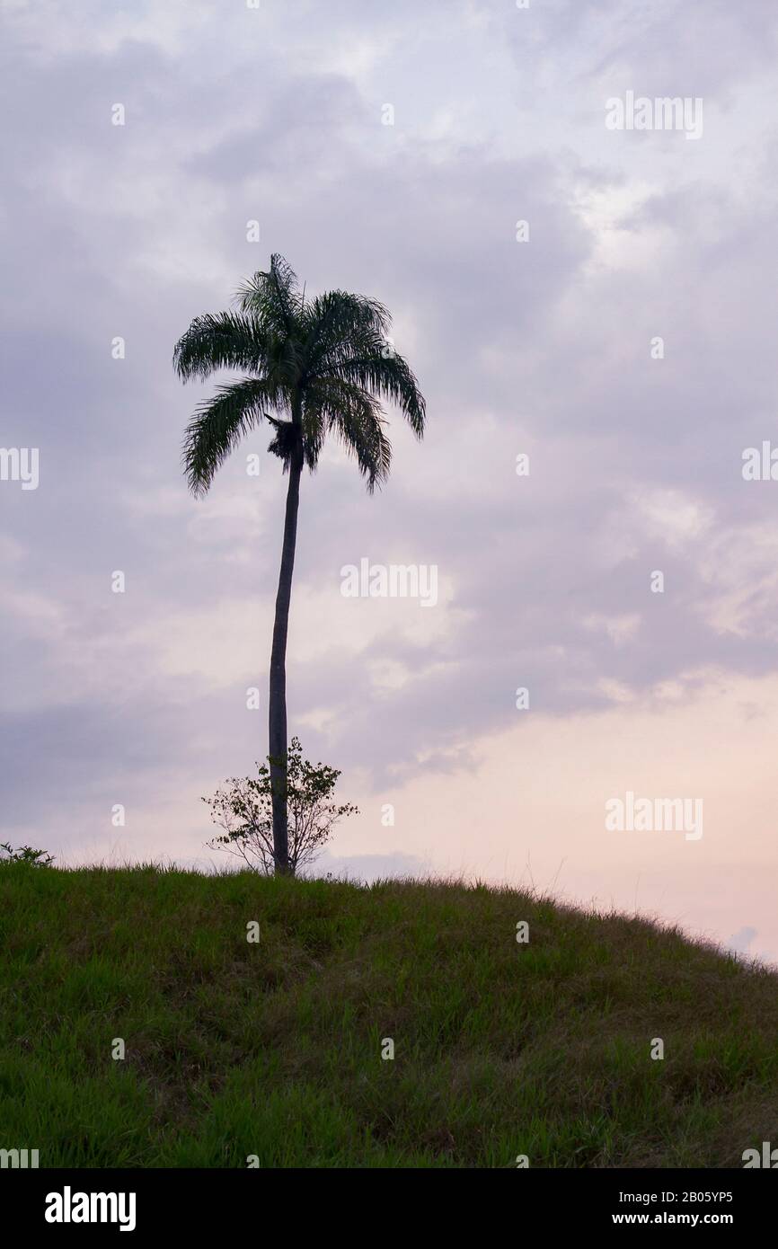 Royal palm tree hi-res stock photography and images - Alamy