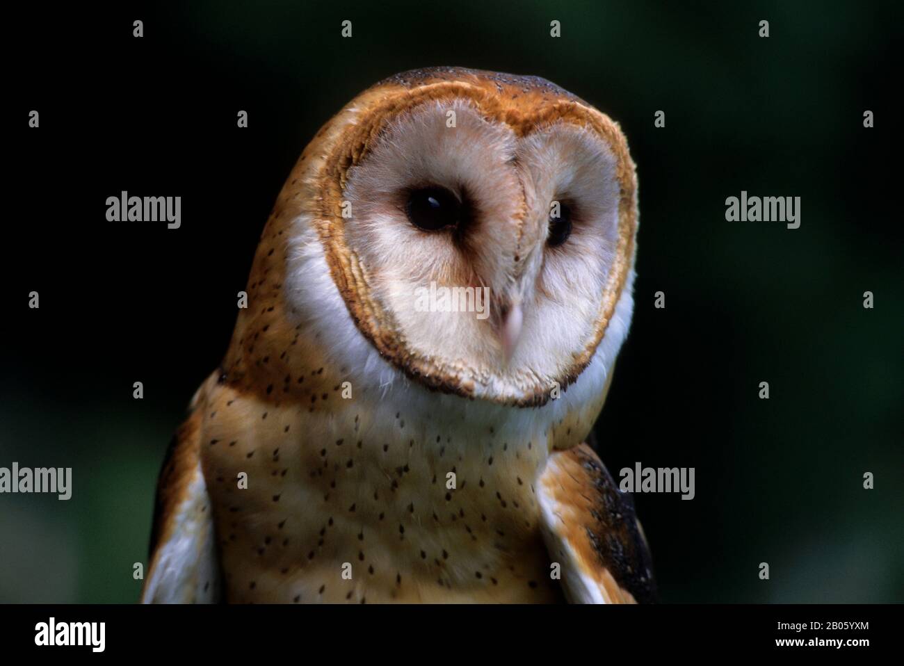 CANADA, QUEBEC, BARN OWL Stock Photo - Alamy