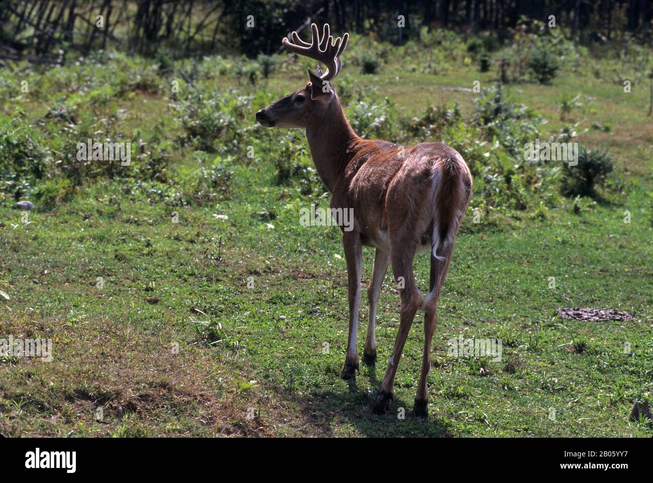 Laurentians deer hi-res stock photography and images - Alamy