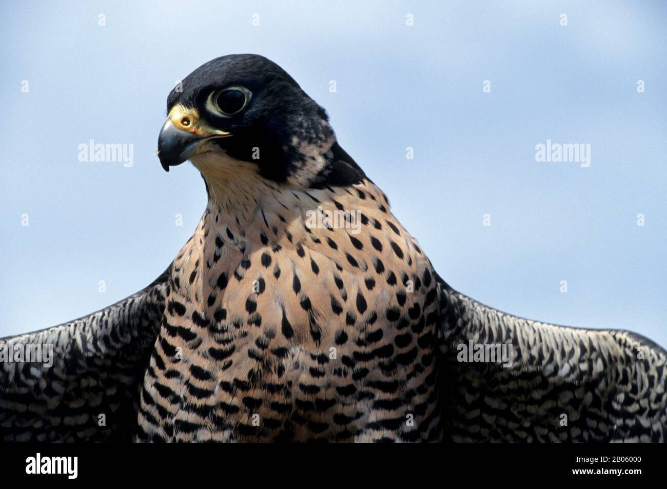 Canada falcon bird hi-res stock photography and images - Alamy