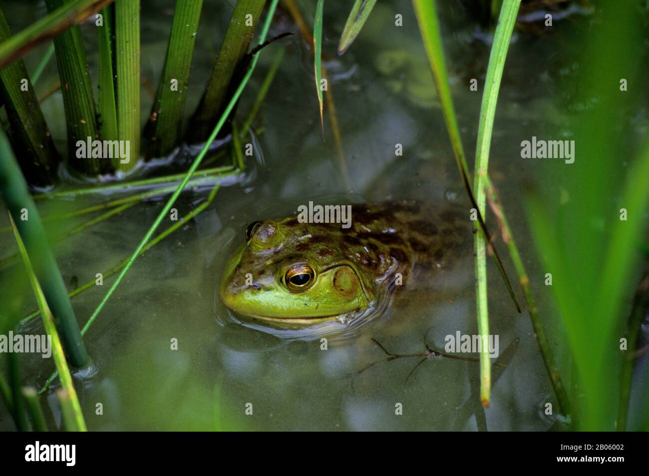 Bullfrog canada hi-res stock photography and images - Alamy