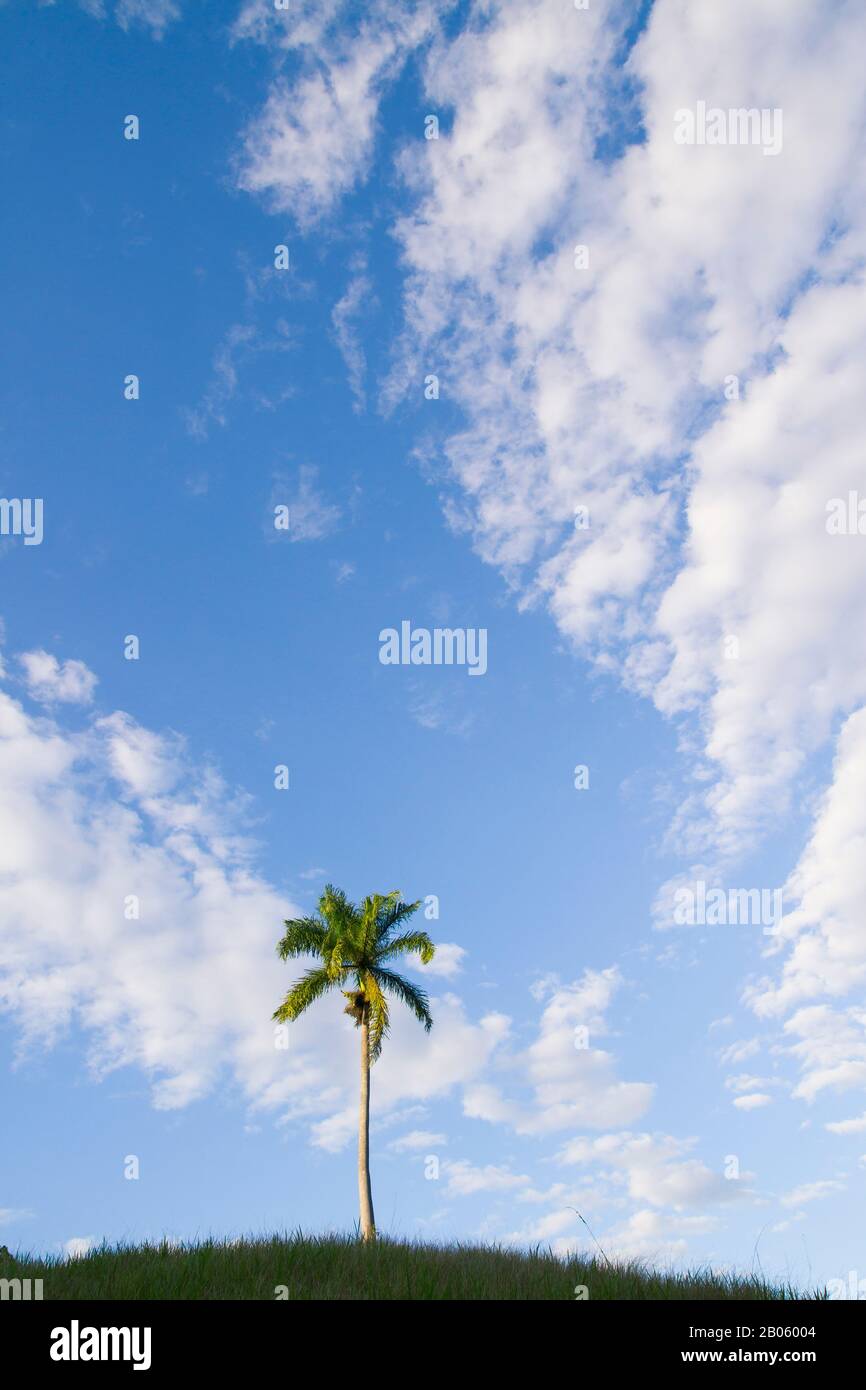 Cuban royal palm tree hi-res stock photography and images - Alamy