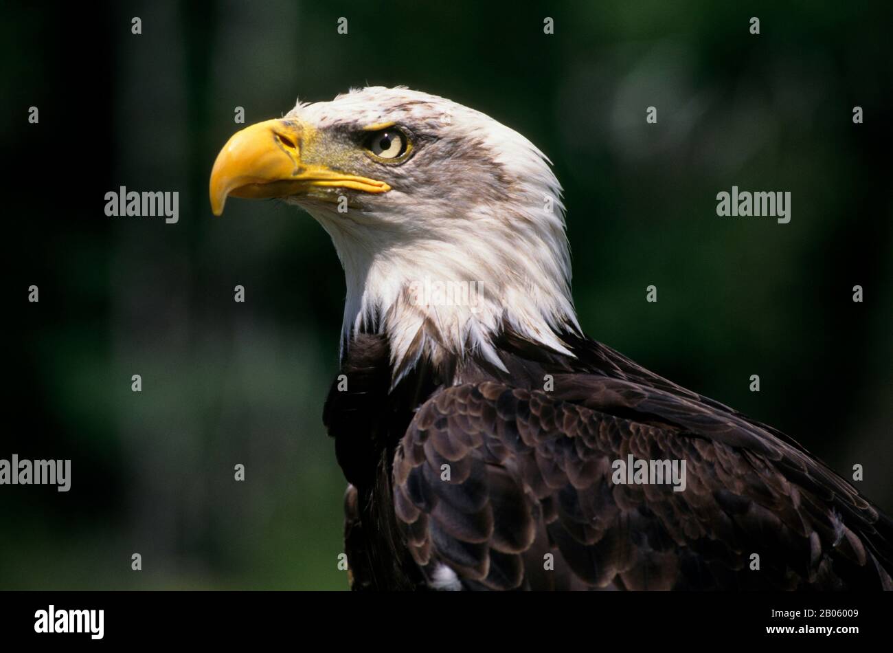 CANADA, QUEBEC, BALD EAGLE Stock Photo - Alamy