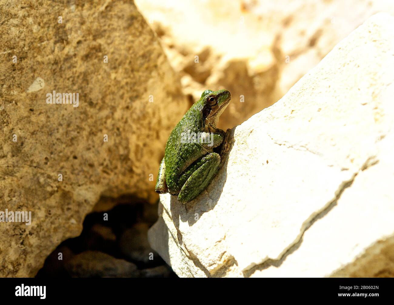Rough frog skin hi-res stock photography and images - Alamy