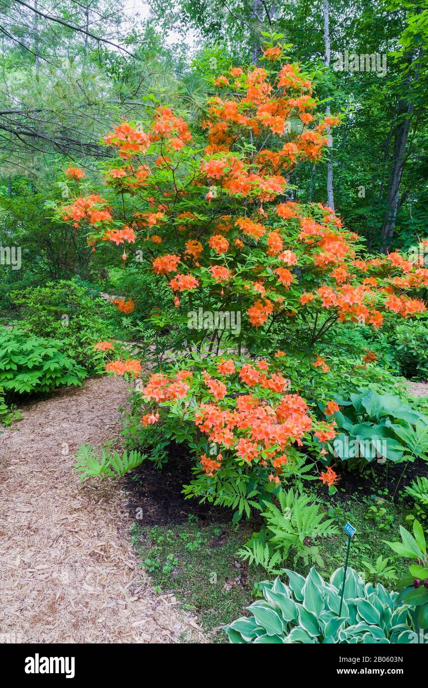Orange flowering Rhododendron shrub, Hosta 'Dark Star' - Plaintain Lily ...