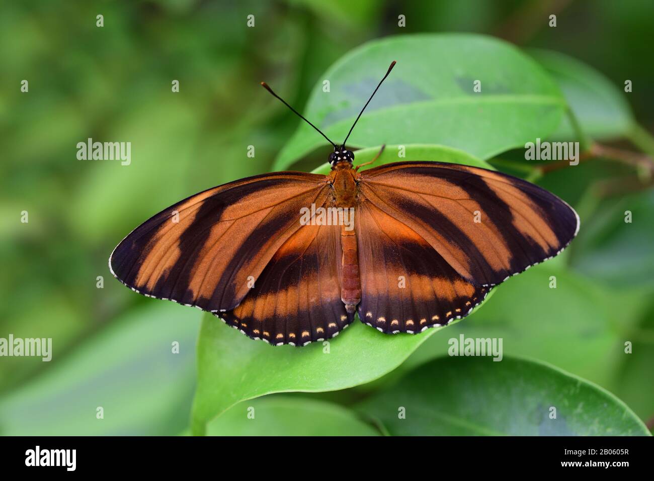 Striped tropical butterfly hi-res stock photography and images - Alamy