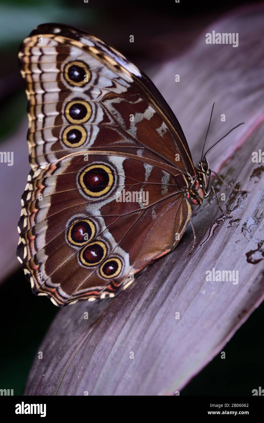 Blue morpheus hi-res stock photography and images - Alamy