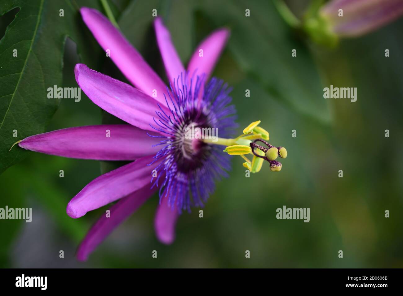 Close-up of the colorful blossom of a magnificent passion flower with ...