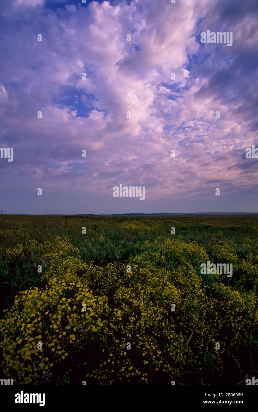 Broomweed hi-res stock photography and images - Alamy