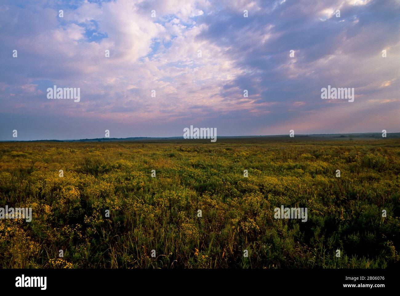 Prairie broomweed hi-res stock photography and images - Alamy