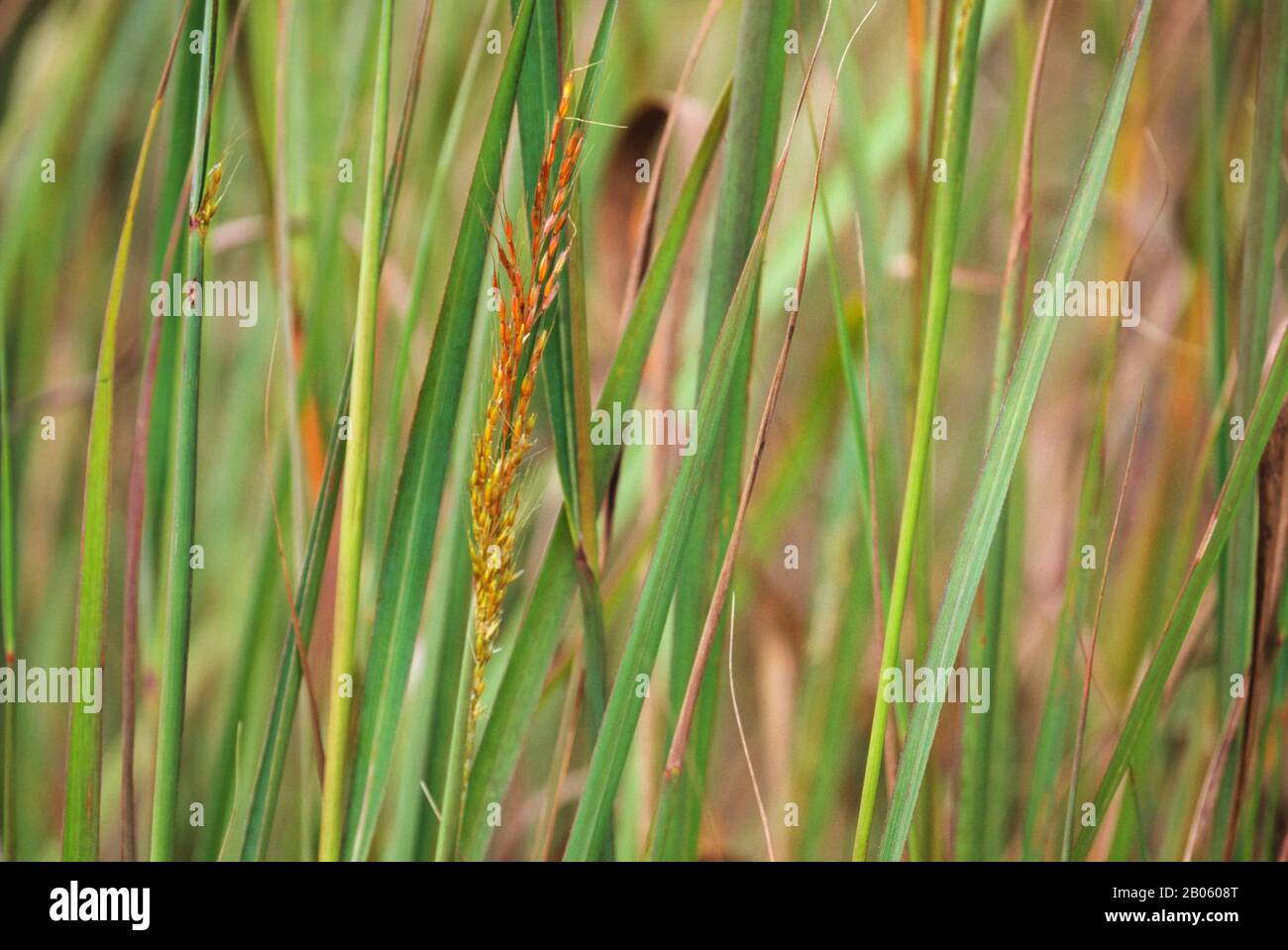 OKLAHOMA, NEAR PAWHUSKA, TALLGRASS PRAIRIE PRESERVE, INDIAN GRASS Stock ...