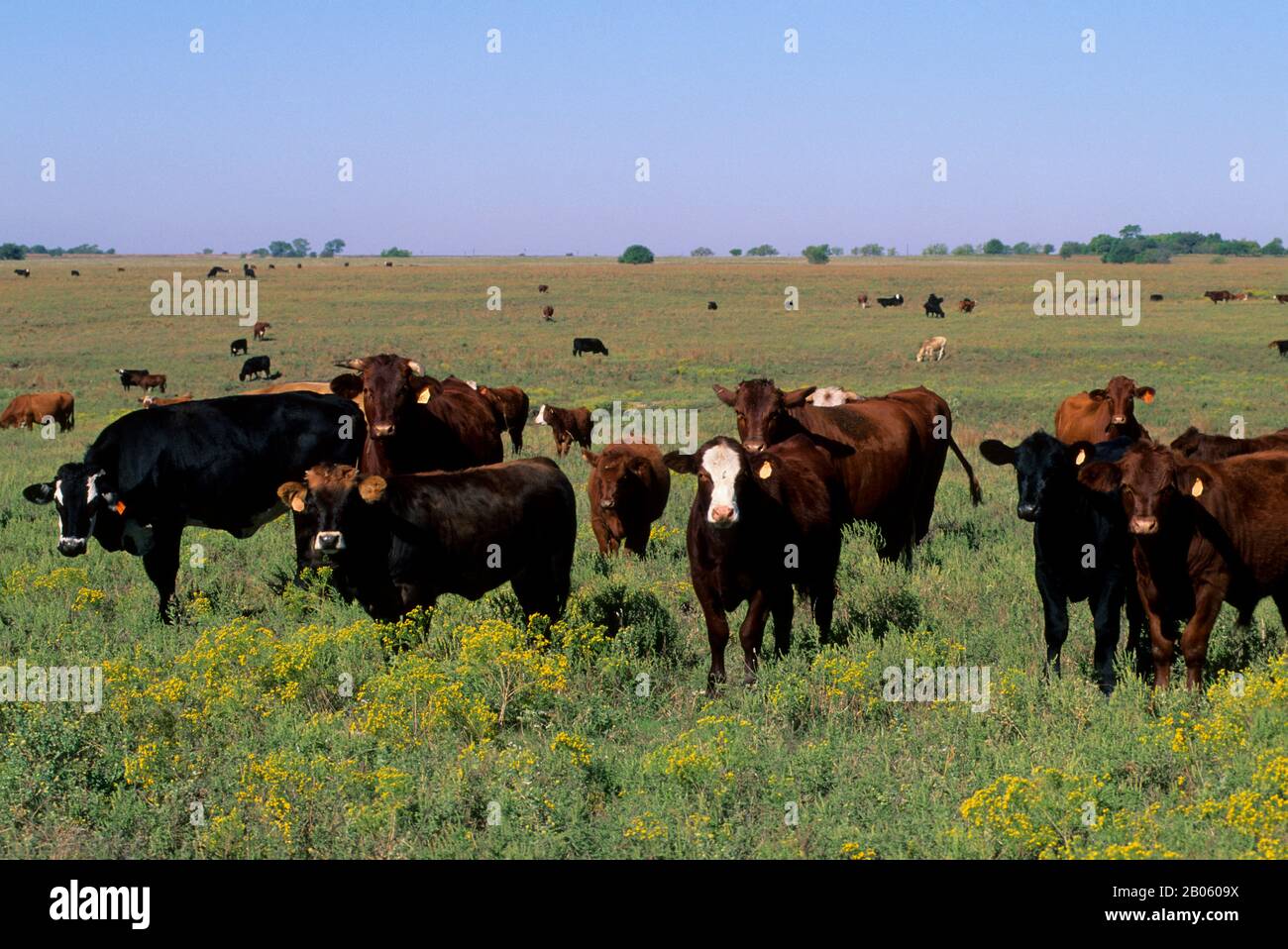Cattle farm usa hi-res stock photography and images - Alamy