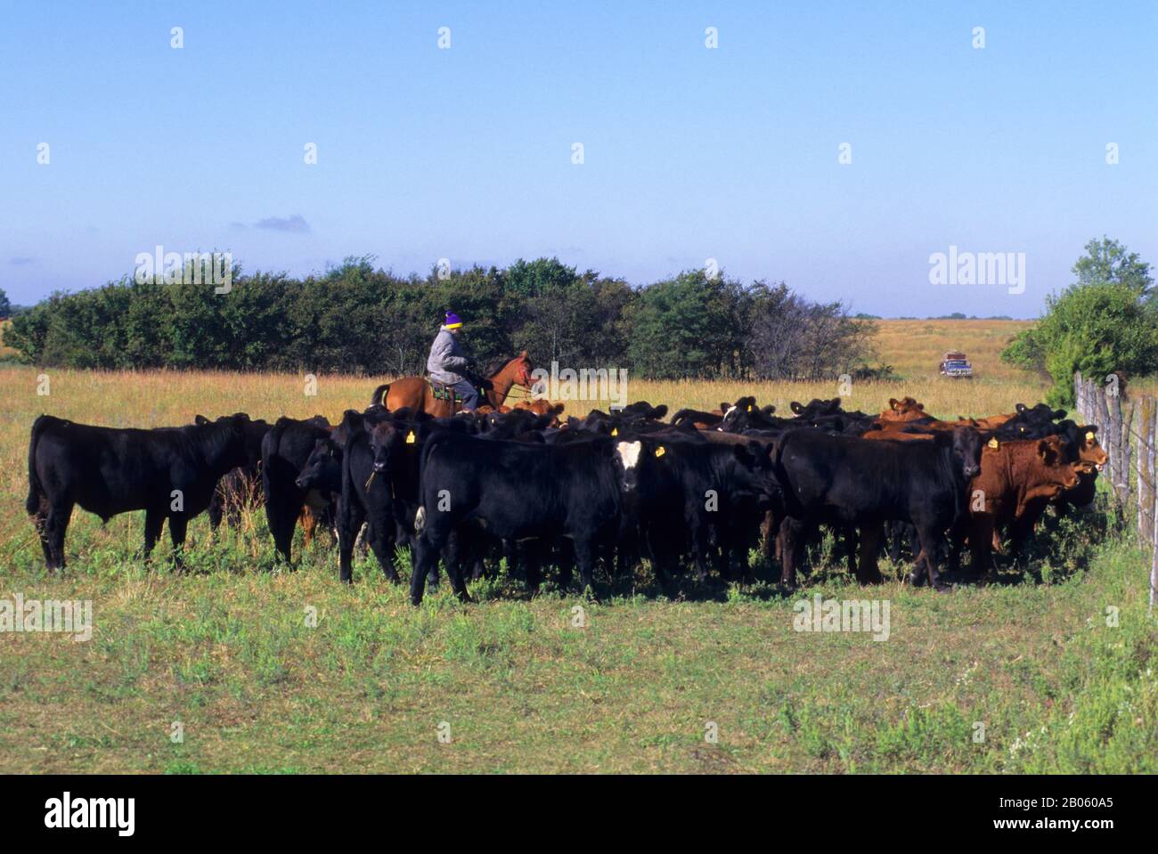 Cowgirl herding cattle hi-res stock photography and images - Alamy
