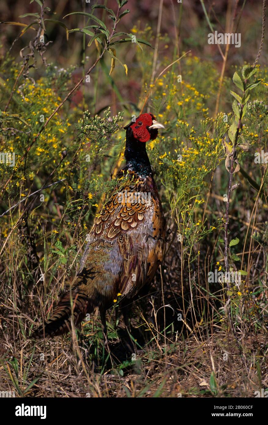 Kansas state bird hi-res stock photography and images - Alamy